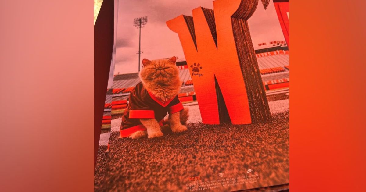 Meet Pudge: The Fluffy Cat Winning Hearts on the Football Field - Good News