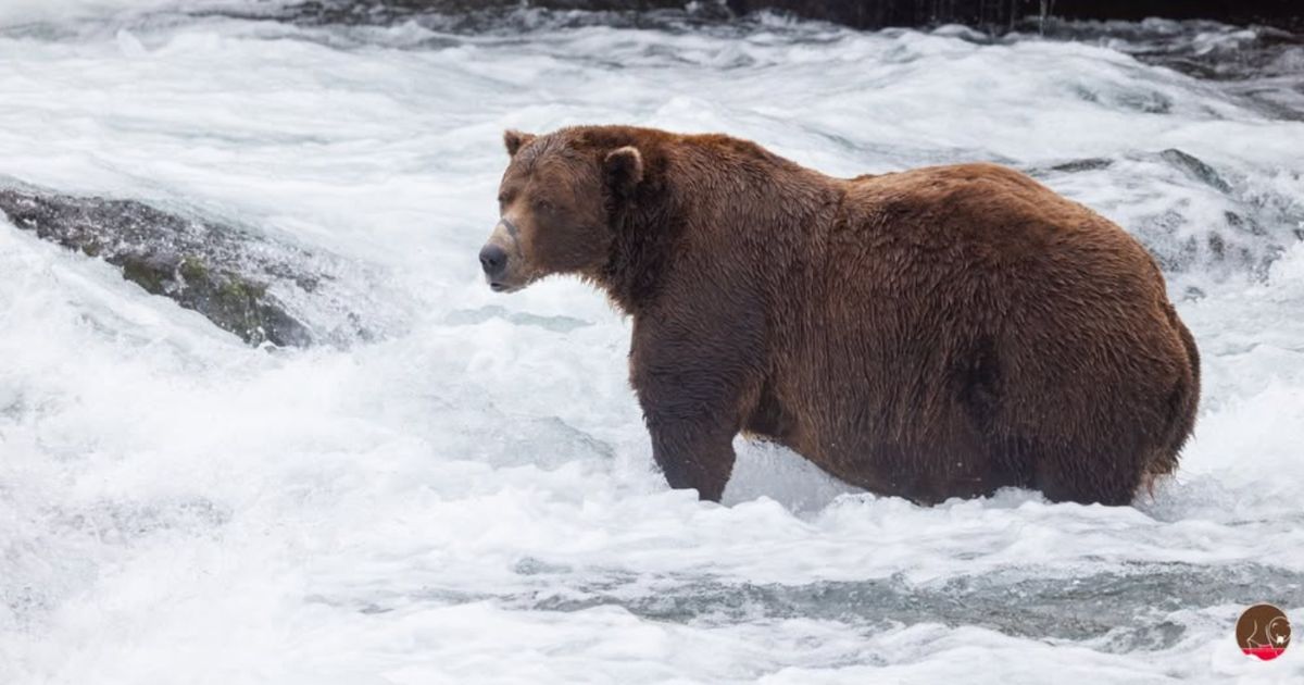 Chunk, the 1,200-pound bear with a broken jaw, finally wins Alaska’s ...