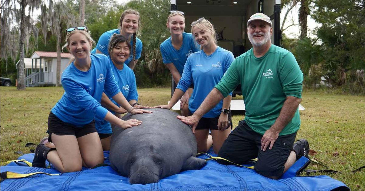Florida Manatees Make a Splash: ZooTampa Sets Record with 26 Releases ...